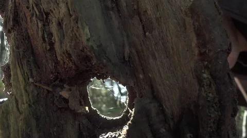Man Peeking Through Hole Of Tree Trunk I... | Stock Video | Pond5
