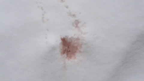 Pee On Snow Stock Videos – Royalty-Free HD & 4K Videos | Pond5