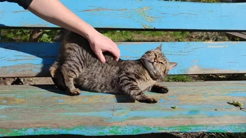 Man petting large street cat Big Cute st... | Stock Video | Pond5