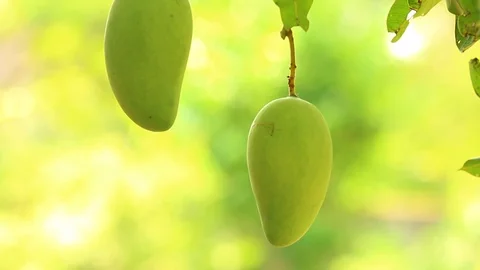 Man picking mango from mango tree , Cha... | Stock Video | Pond5