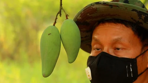 Man picking mango from mango tree , Cha... | Stock Video | Pond5