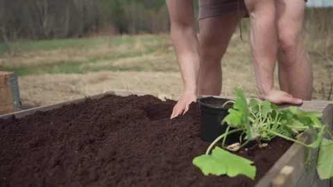 Man Planting Vegetable Crop In Garden Pl... | Stock Video | Pond5
