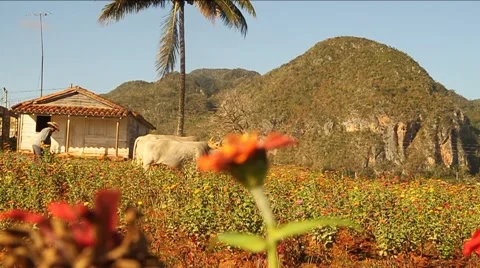 Fashion_Land Stock Videos – Royalty-Free HD & 4K Videos