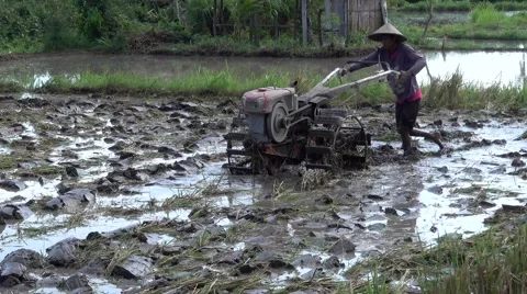 Man plowing a rice field with 2 wheels m... | Stock Video | Pond5