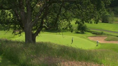 Hilly Tree Stock Videos – Royalty-Free HD & 4K Videos