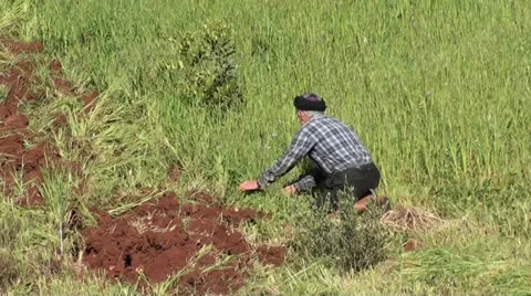 Man reaping grass with sickle | Stock Video | Pond5