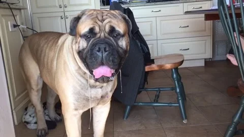 Man and Dog Stock Videos – Royalty-Free HD & 4K Videos