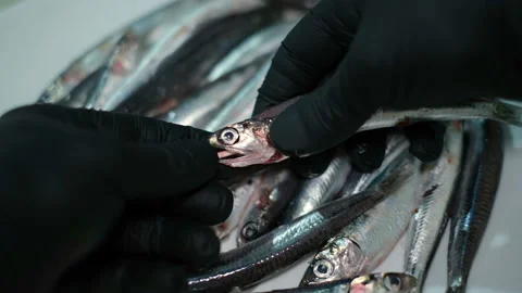 Remove The Animals Stock Videos – Royalty-Free HD & 4K Videos | Pond5