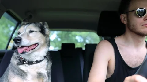 Dog Driving Car Stock Footage ~ Royalty Free Stock Videos | Pond5