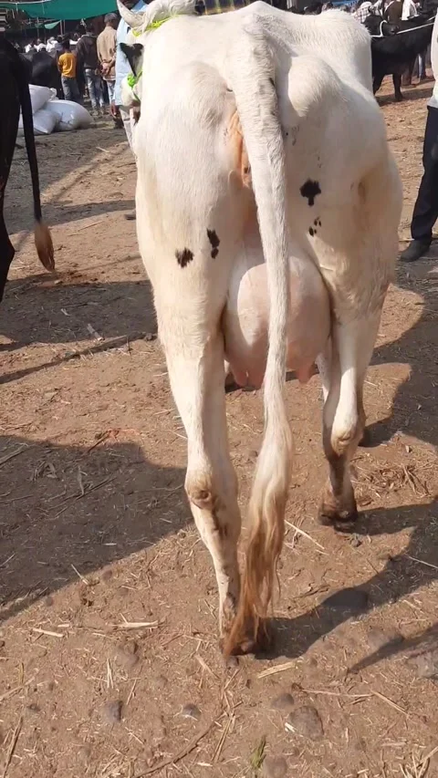 Cow Video Sell Stock Video Footage | Royalty Free Cow Video Sell Videos ...