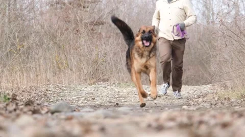 man running with German shepherd dog, sl... | Stock Video | Pond5