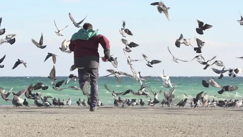 Man running through a crowd of birds in ... | Stock Video | Pond5