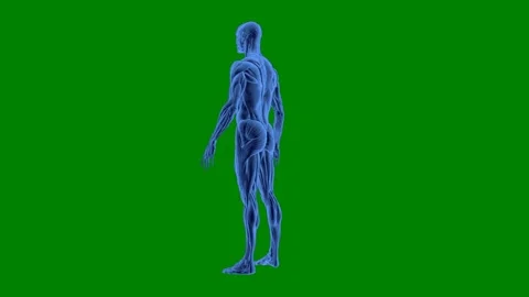 A man ' s skeleton on green screen and i... | Stock Video | Pond5