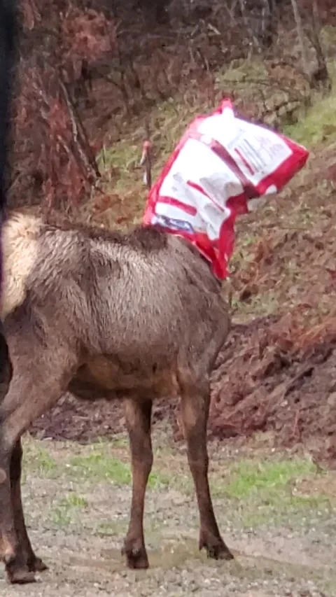 St Maries Stock Video Footage | Royalty Free St Maries Videos | Pond5