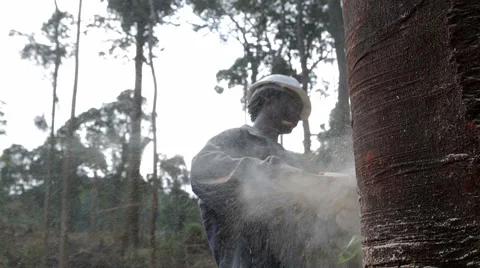 Africa Jungle Stock Footage ~ Royalty Free Stock Videos | Pond5