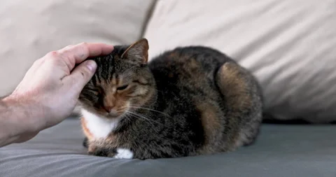 The man scratches the cat behind the ear... | Stock Video | Pond5