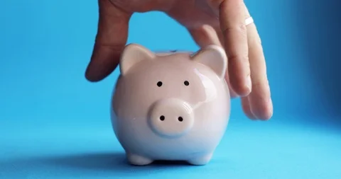 Pig and Shake Stock Videos – Royalty-Free HD & 4K Videos