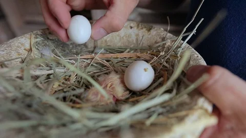 Man Born To Stock Videos – Royalty-Free HD & 4K Videos | Pond5