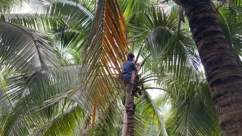 Man standing on the ladder in the coconu... | Stock Video | Pond5