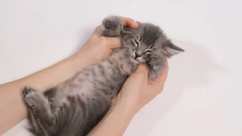 Little Women Sleeping Stock Videos – Royalty-Free HD & 4K Videos | Pond5