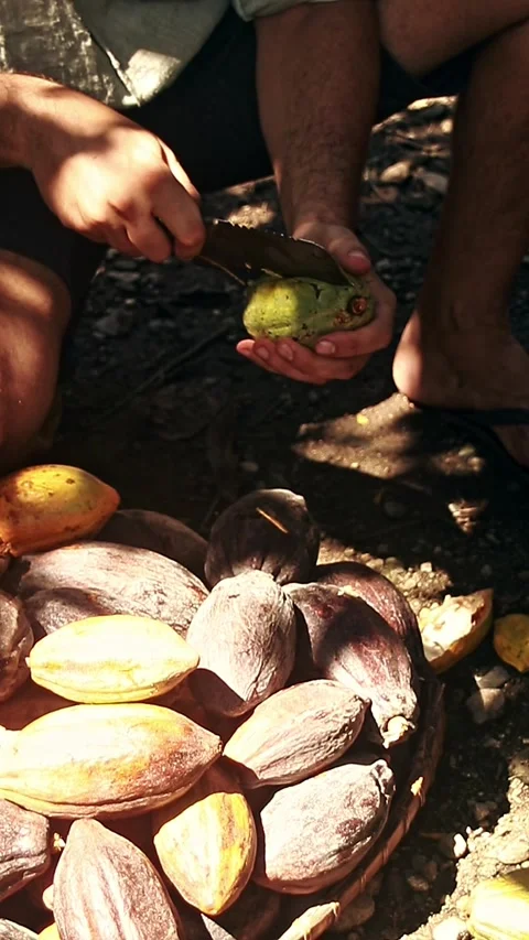 Man struggling to break open a cacao fru... | Stock Video | Pond5