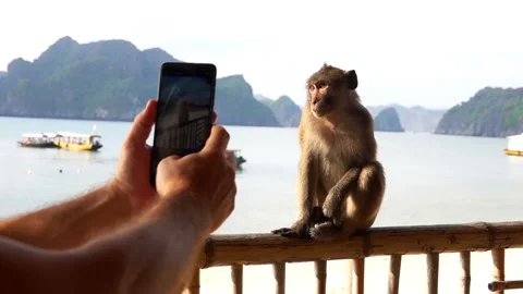 Man talking photo of sitting monkey at H... | Stock Video | Pond5