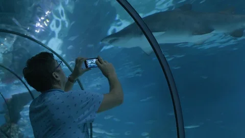 A man is talking picture of a shark in ... | Stock Video | Pond5