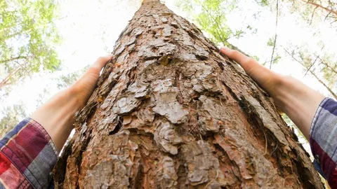 A man touching a tree | Stock Video | Pond5
