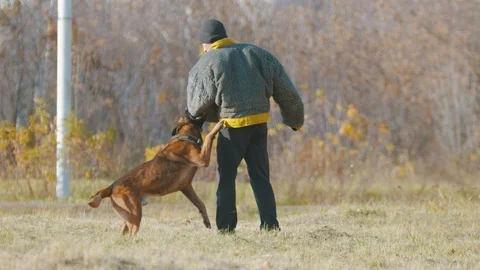 German Shepherd Tongue Stock Videos – Royalty-Free HD & 4K Videos | Page 4