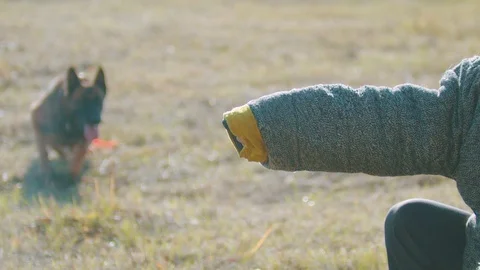 German Shepherd Tongue Stock Videos – Royalty-Free HD & 4K Videos | Page 3