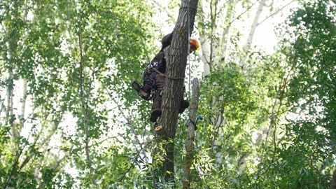 A man on a tree pulls down a tree frame ... | Stock Video | Pond5