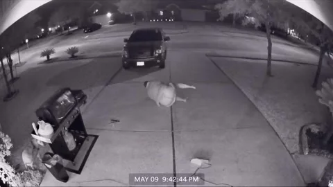 Man Tripped By Dog Moons Camera, usa - 0... | Stock Video | Pond5