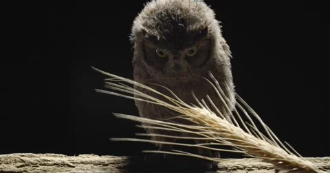 Biting Finger Stock Videos – Royalty-Free HD & 4K Videos | Pond5