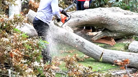 Man Using Chainsaw Stock Videos – Royalty-Free HD & 4K Videos