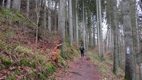 Man walking away in Dense forest in Mull... | Stock Video | Pond5