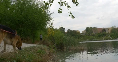 Dog Walking Maps Stock Videos – Royalty-Free HD & 4K Videos | Pond5