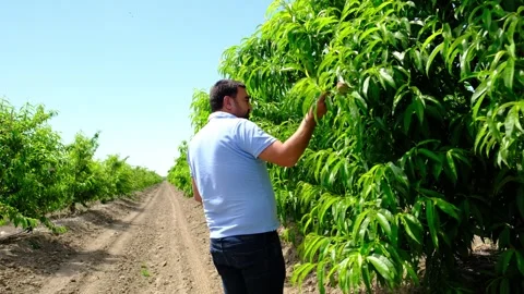 Man walking in the peach orchard | Stock Video | Pond5