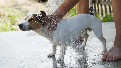 Washing Dog Stock Videos – Royalty-Free HD & 4K Videos | Pond5
