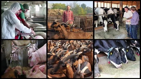 Management and Breeding of Farm Animals ... | Stock Video | Pond5