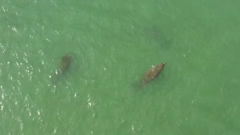 manatee with prop rash injury surfaces f... | Stock Video | Pond5