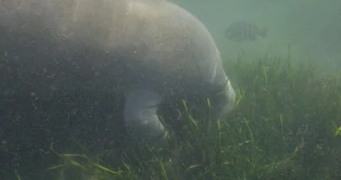 Manatee side profile eating green seawee... | Stock Video | Pond5