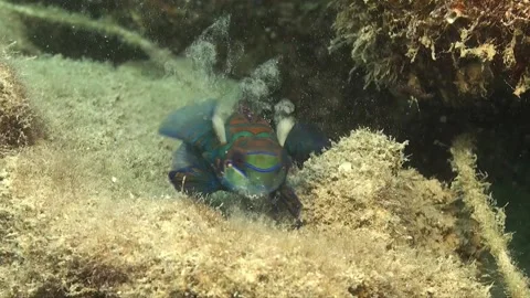 Mandarin Fish Stock Videos – Royalty-Free HD & 4K Videos | Pond5