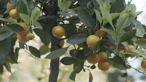 Mandarin Orange Tree Stock Videos – Royalty-Free HD & 4K Videos | Page 2