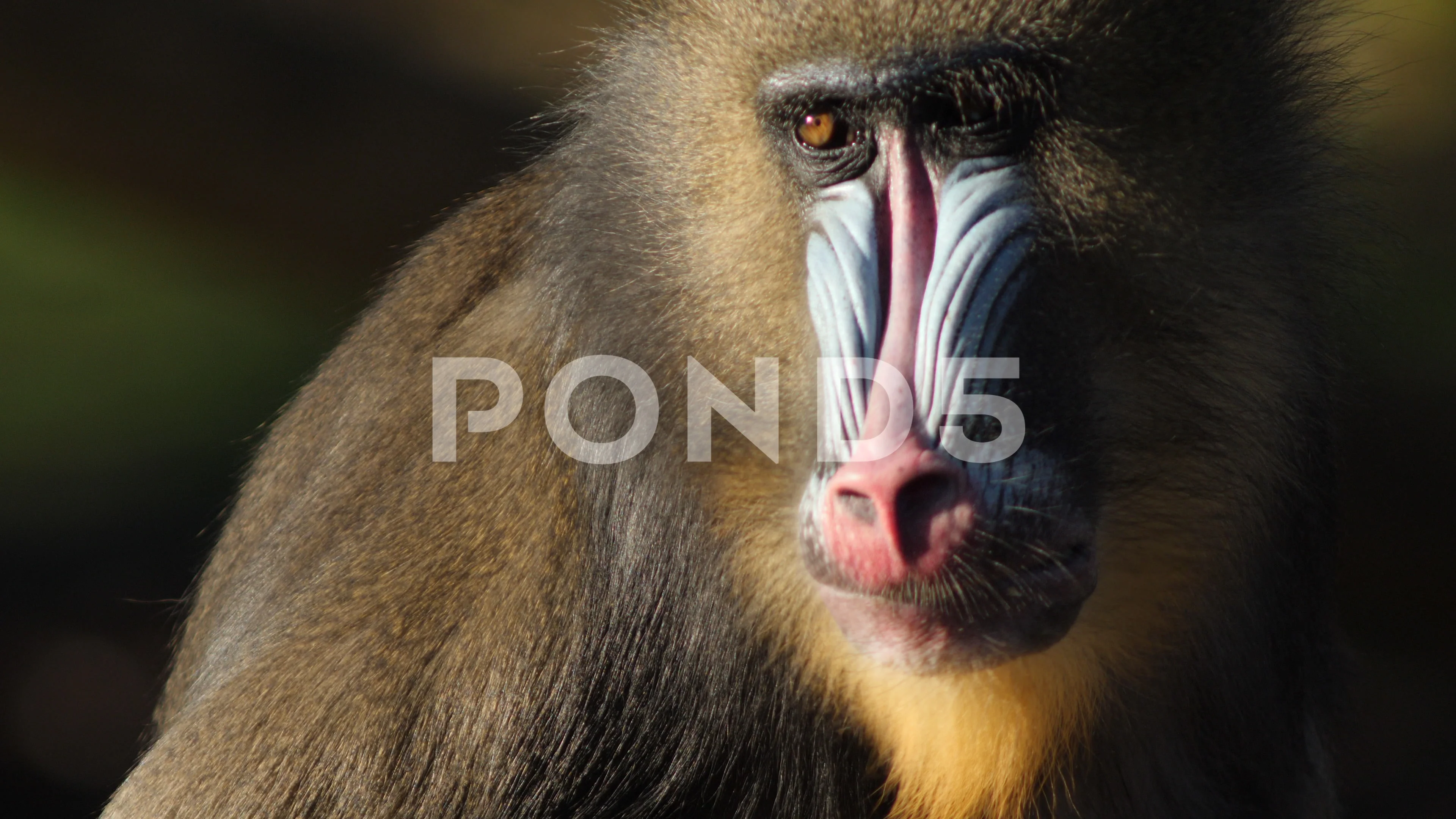 Mandrill Monkey