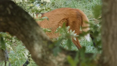 Wolfs Peeing Stock Videos – Royalty-Free HD & 4K Videos | Pond5