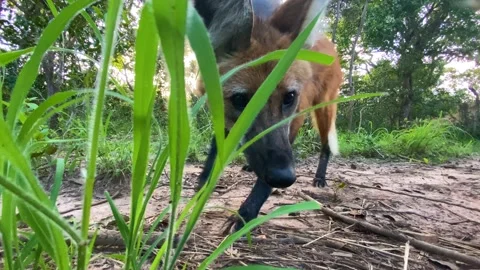 Maned wolf finds and sniffs camera behin... | Stock Video | Pond5