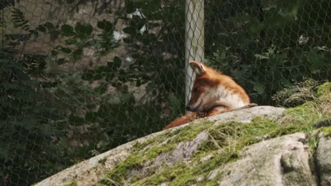 Maned Wolf Lying Down and Relaxing in Ca... | Stock Video | Pond5