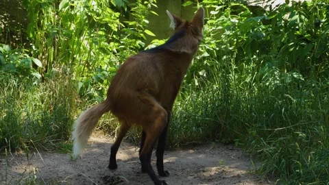 maned wolf pooping | Stock Video | Pond5
