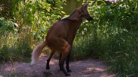 A maned wolf pooping | Stock Video | Pond5