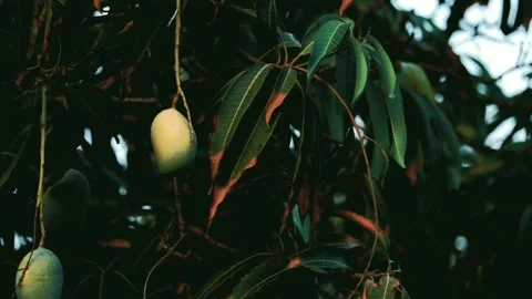 mango tree and fruit with green leaves,m... | Stock Video | Pond5